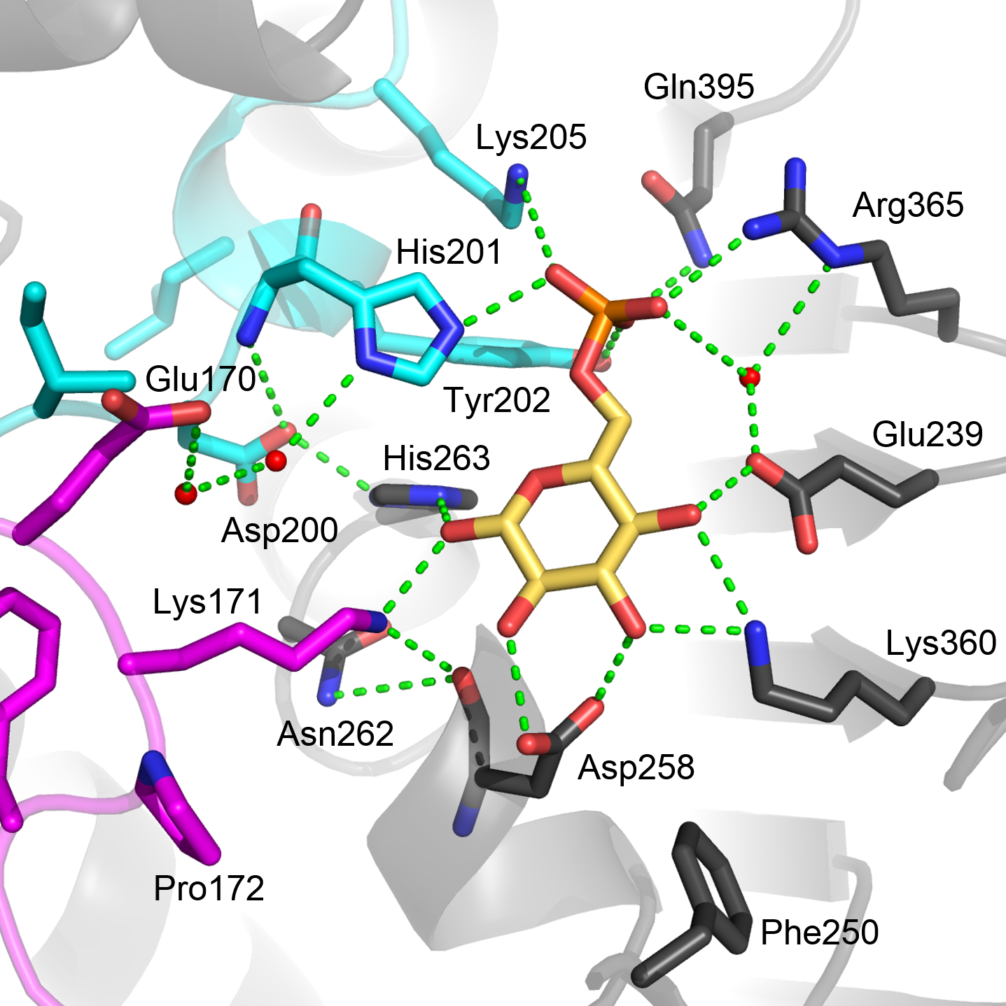 Glucose-6-phosphate dehydrogenase | Wiki | Everipedia