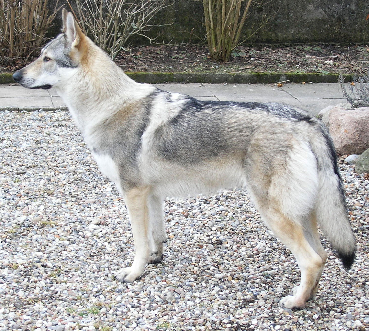 Canid hybrid | Wiki | Everipedia