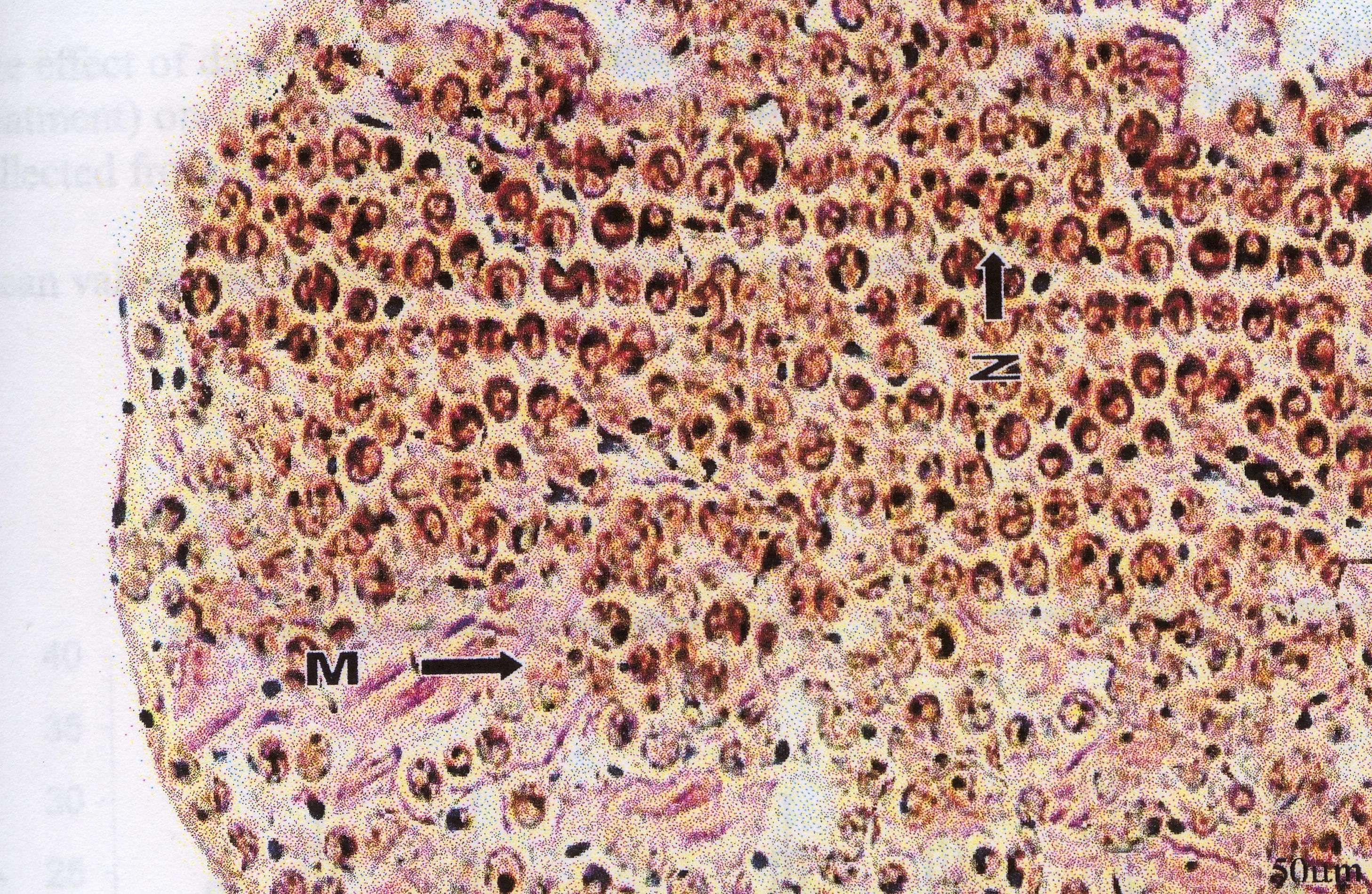 Zooxanthellae Wiki Everipedia zooxanthellae-wiki-everipedia