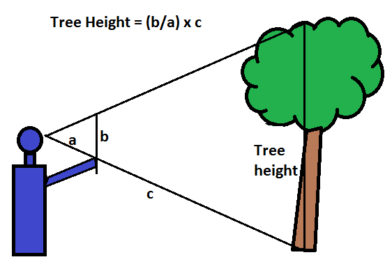Tree height measurement | Wiki | Everipedia