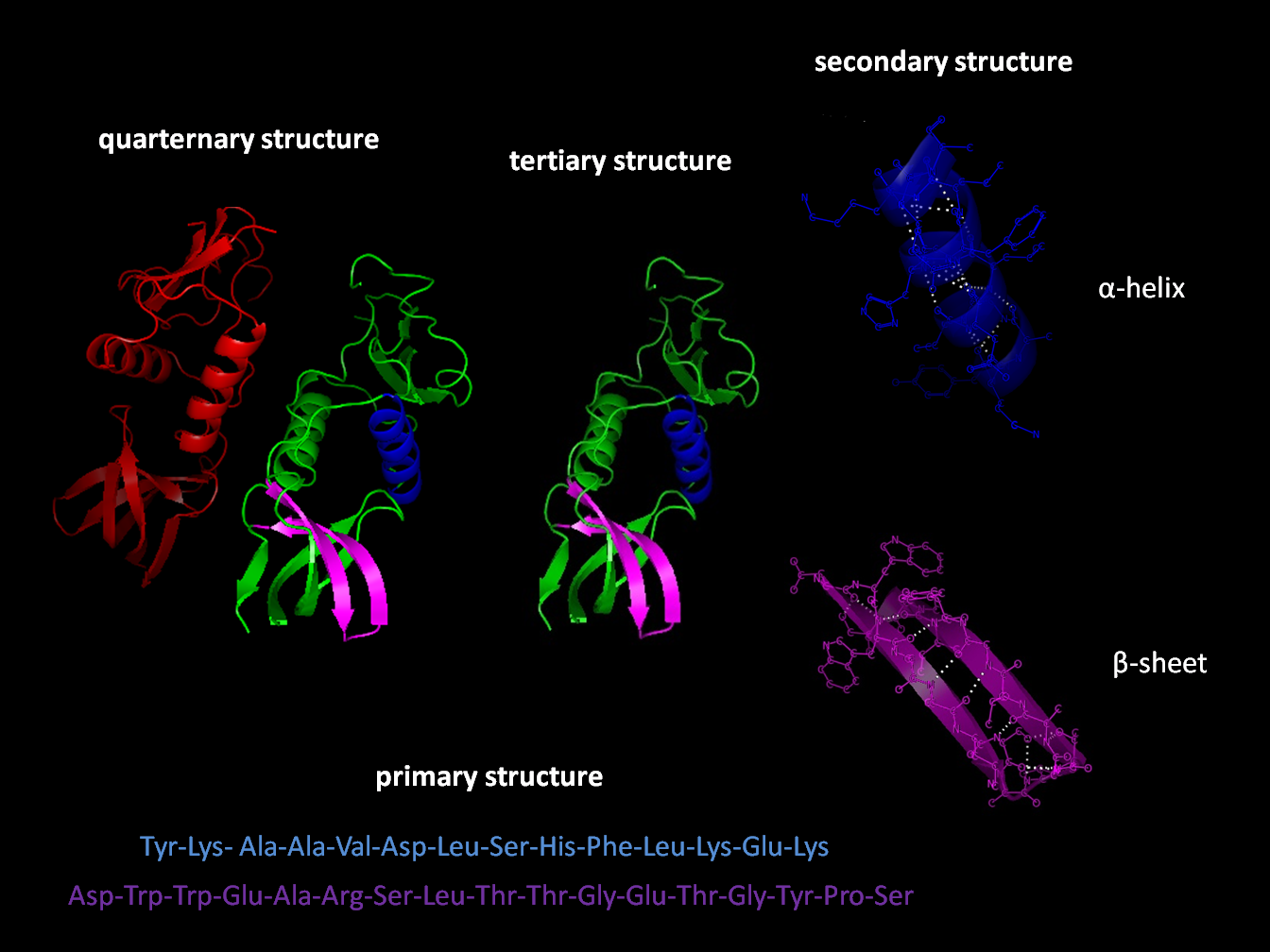 Biomolecular Structure Wiki Everipedia