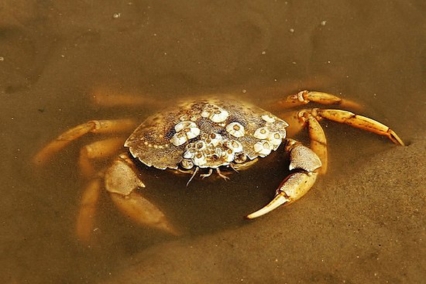 Carcinus maenas | Wiki | Everipedia