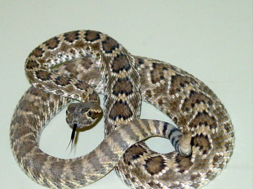 Crotalus scutulatus | Wiki | Everipedia