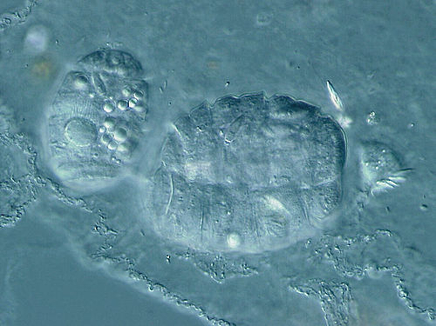 Alveolata | Wiki | Everipedia