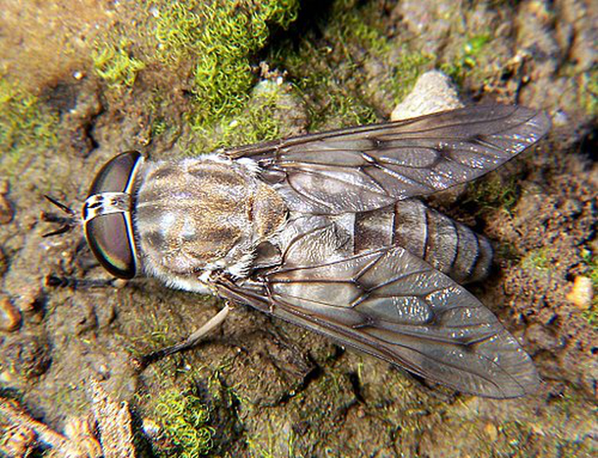 Tabanidae | Wiki | Everipedia