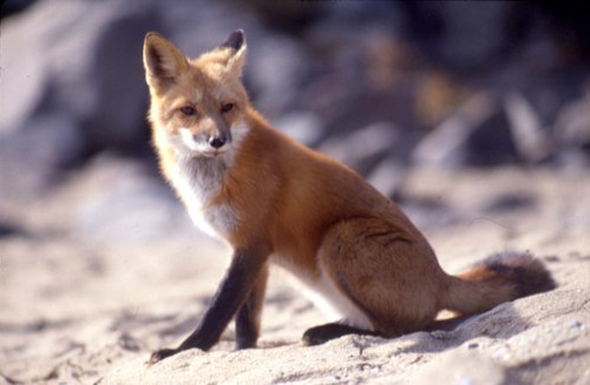 Vulpes | Wiki | Everipedia