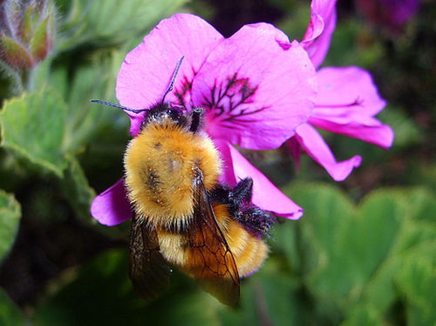 Apidae | Wiki | Everipedia