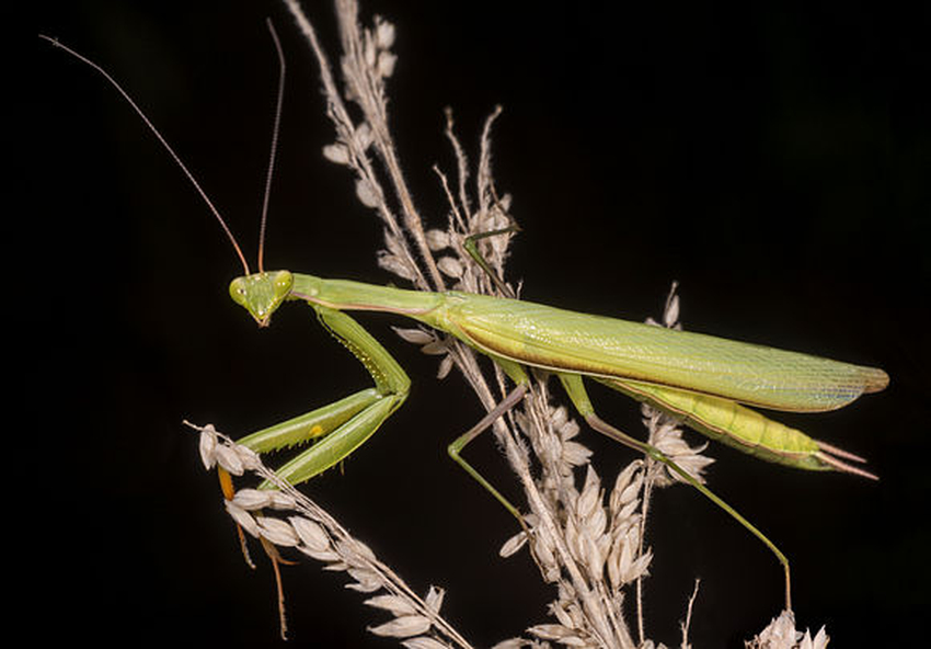 Mantodea | Wiki | Everipedia