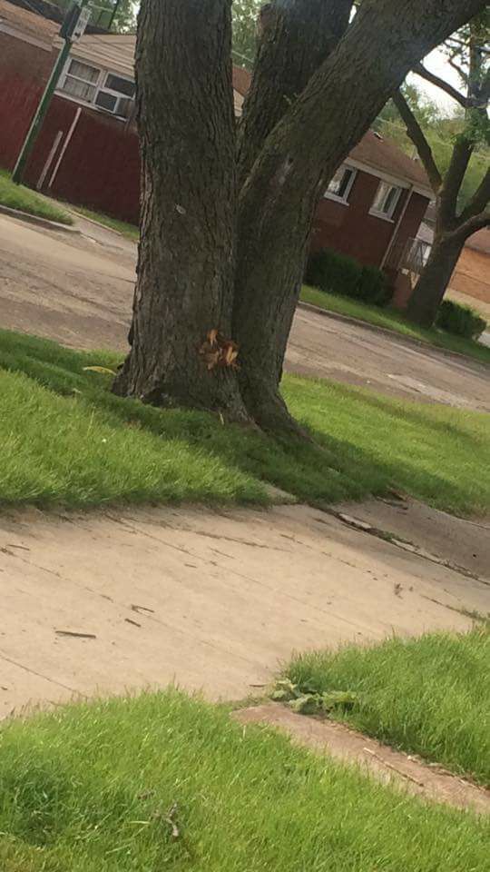 Chynna Stapleton Wiki