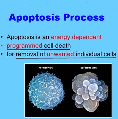 Apoptosis Wiki