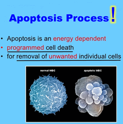 Apoptosis Wiki