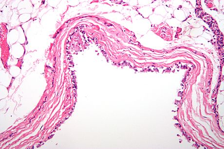 Pars intermedia | Wiki | Everipedia