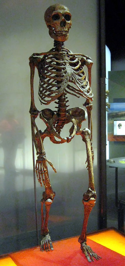 Neanderthal anatomy | Wiki | Everipedia
