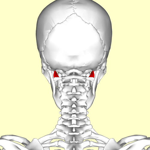 Rectus Capitis Lateralis