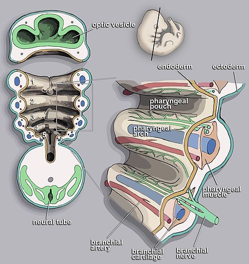 Pharyngeal arch | Wiki | Everipedia Pharyngeal arch | Wiki | Everipedia