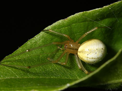 Theridiidae | Wiki | Everipedia