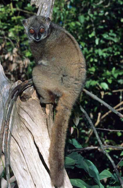Seal's sportive lemur | Wiki | Everipedia