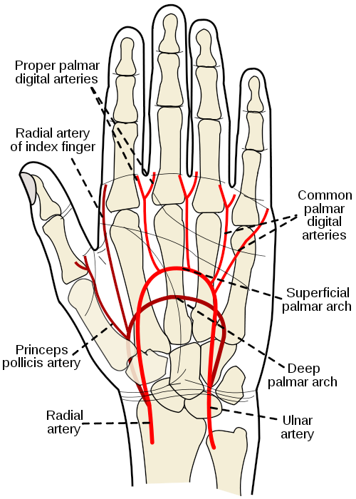 Common palmar digital arteries | Wiki | Everipedia