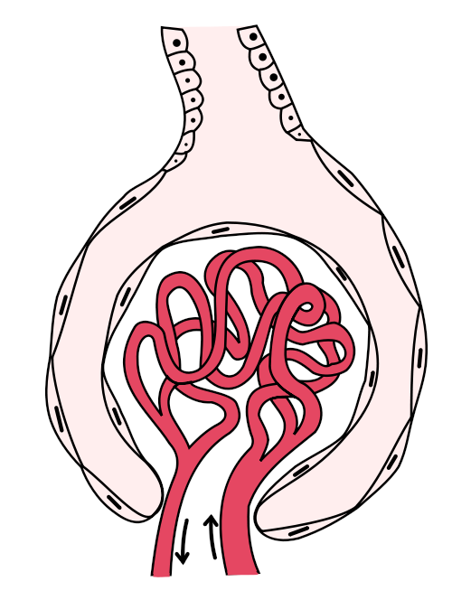 Glomerulus (kidney) | Wiki | Everipedia