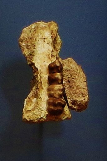 Phosphatherium | Wiki | Everipedia